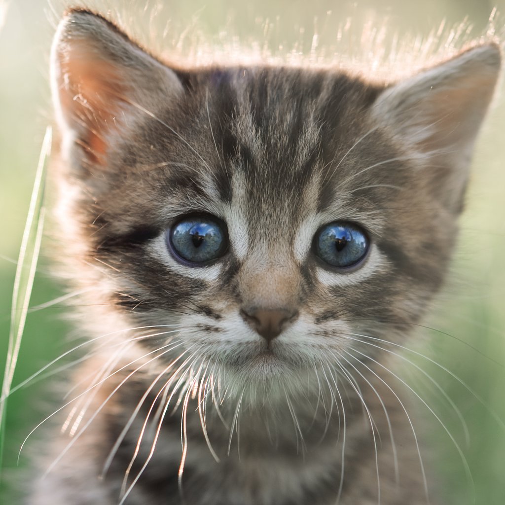 Interesting Facts About Cats POPSUGAR Pets