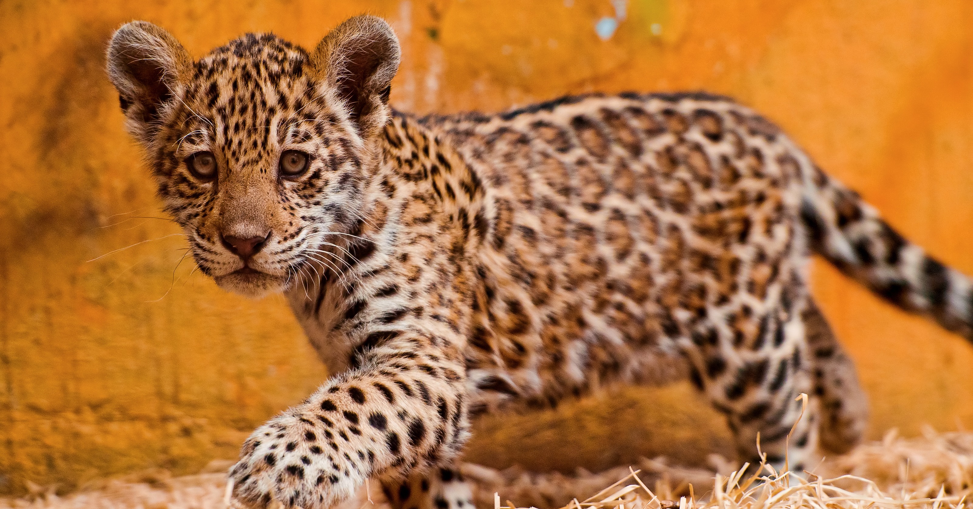 Spot The Differences Between Leopards Jaguars And Cheetahs POPSUGAR