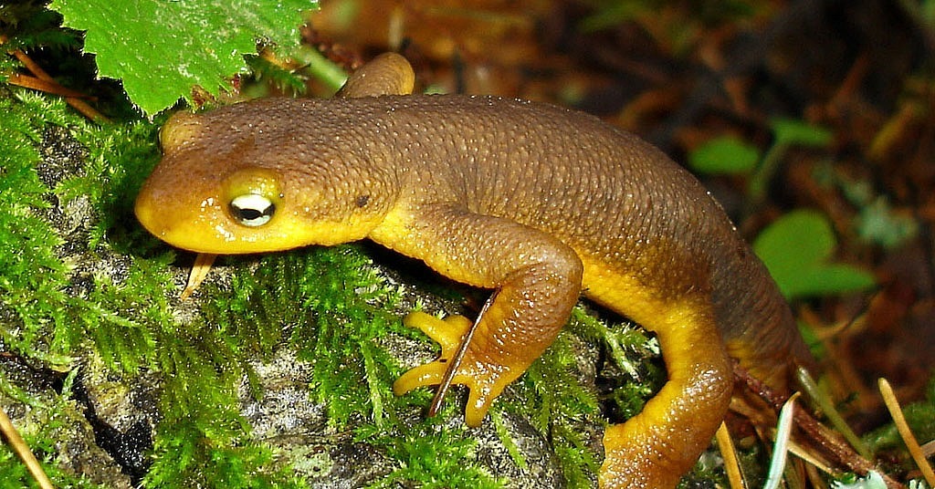 A cute newt, who knew? | 10 of the Cutest Exotic Pets | POPSUGAR Pets