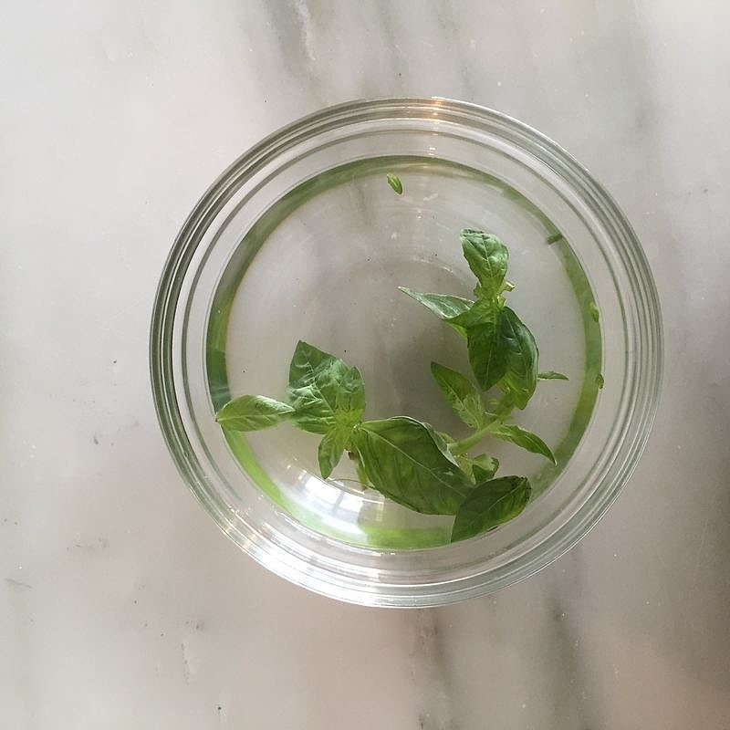 How to Bring Back Wilted Herbs | POPSUGAR Food