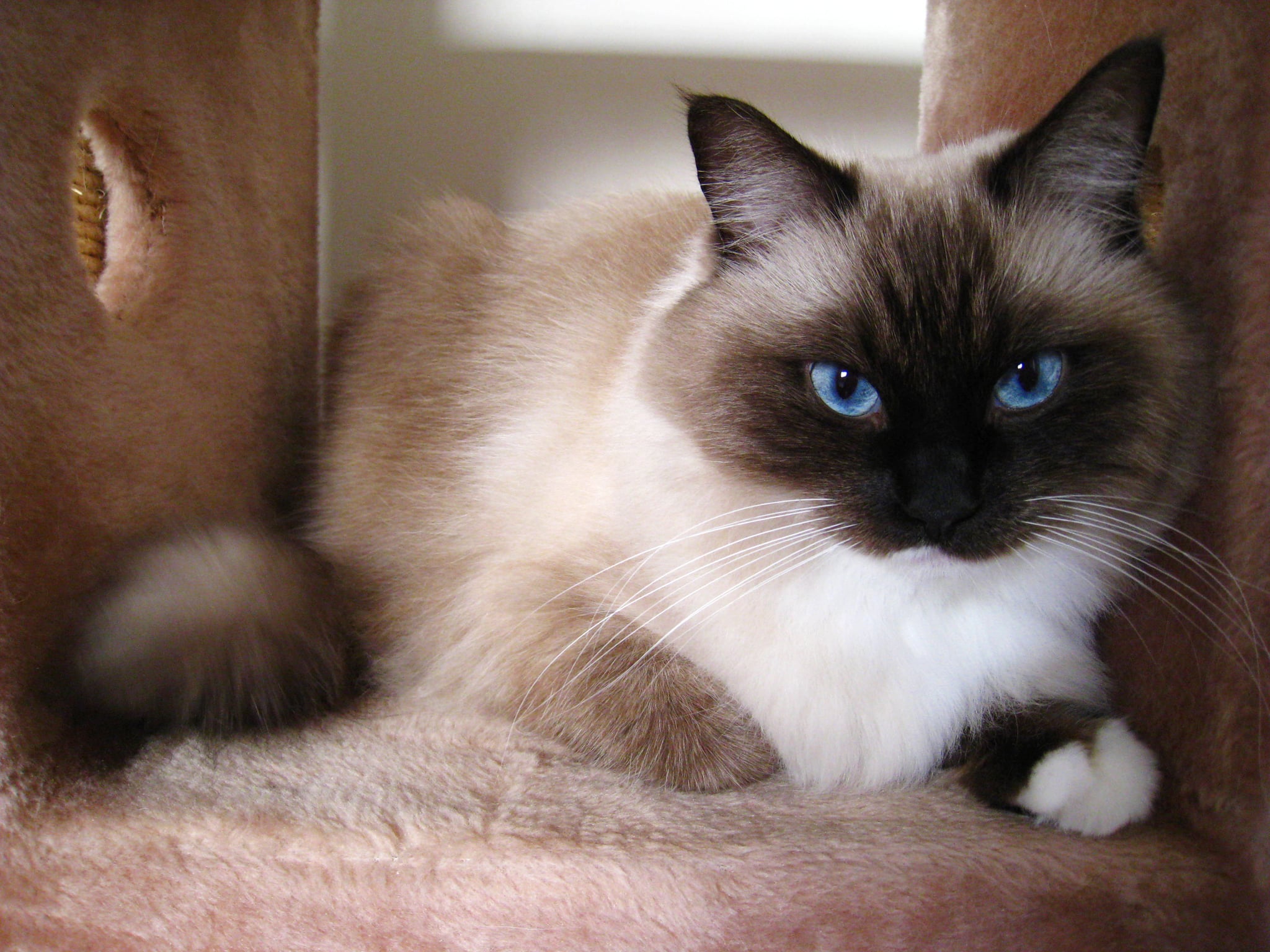 Most Popular Cat Names 2016 POPSUGAR Pets