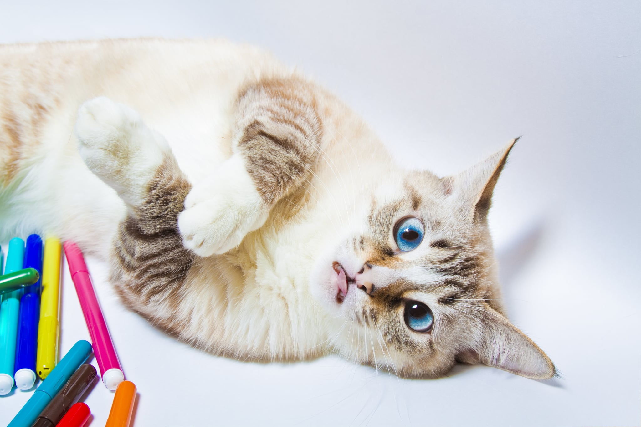 Watching Cat Videos Is Good For Your Health | POPSUGAR Tech